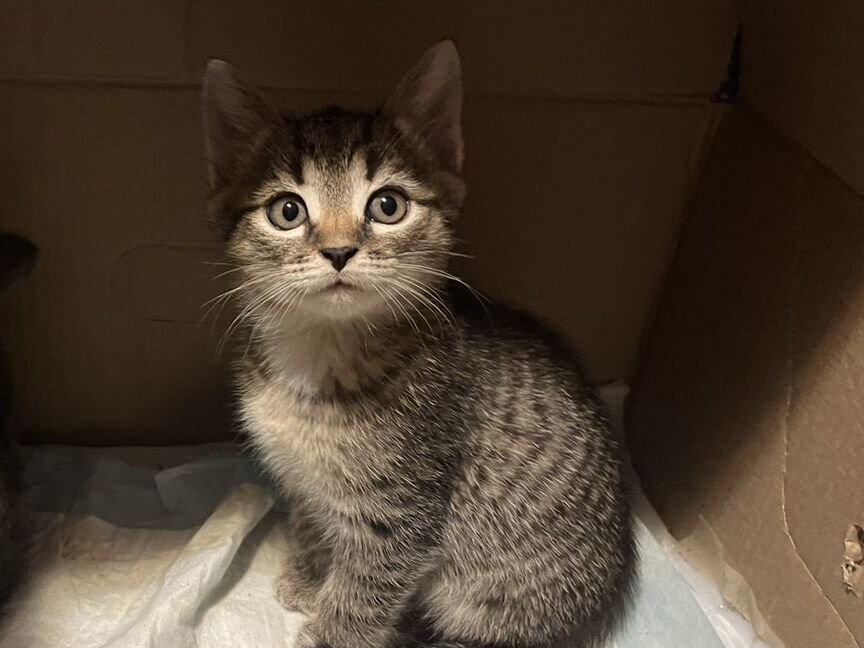 Домашний тигренок в добрые руки