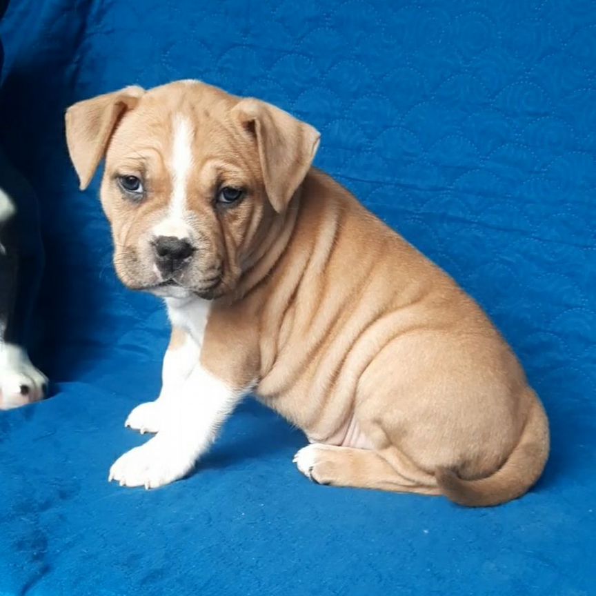 Стафики. Девочки