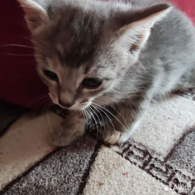 Котенок девочка породы Сфинкс-Браш