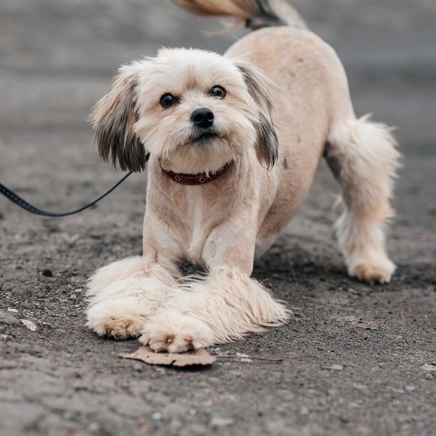 Собака в добрые руки