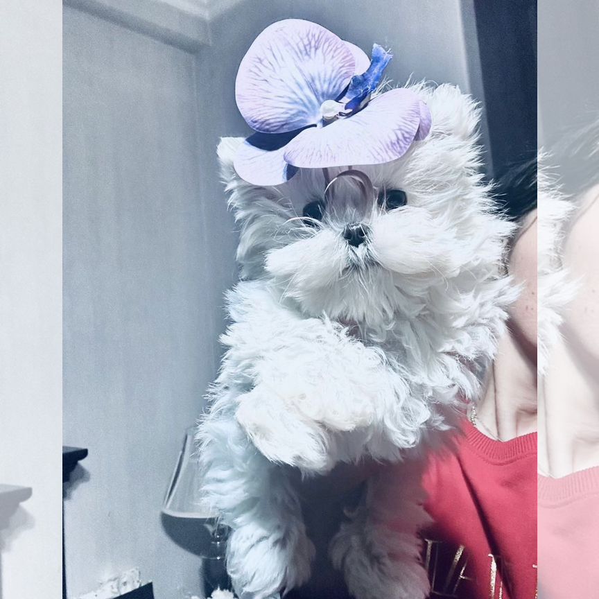 Мальтийская болонка, щенок