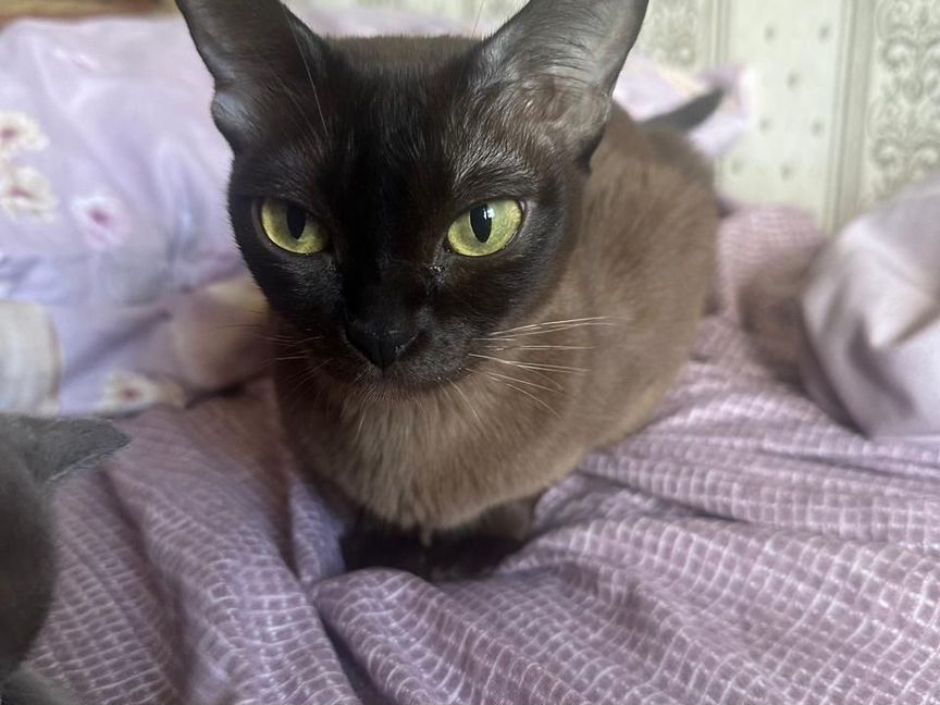 Бурманские котята