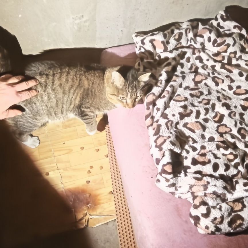 Взрослый кот в добрые руки