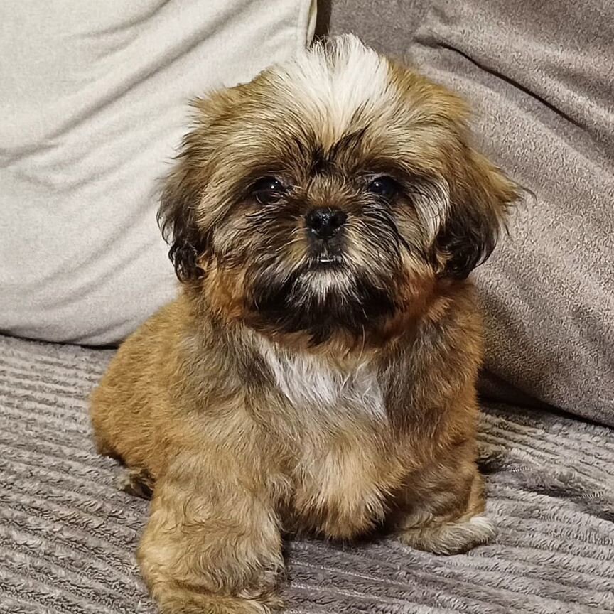 Мальчик ши-тцу