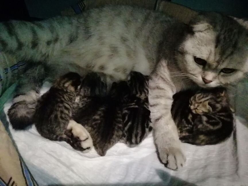 Шотландские котята