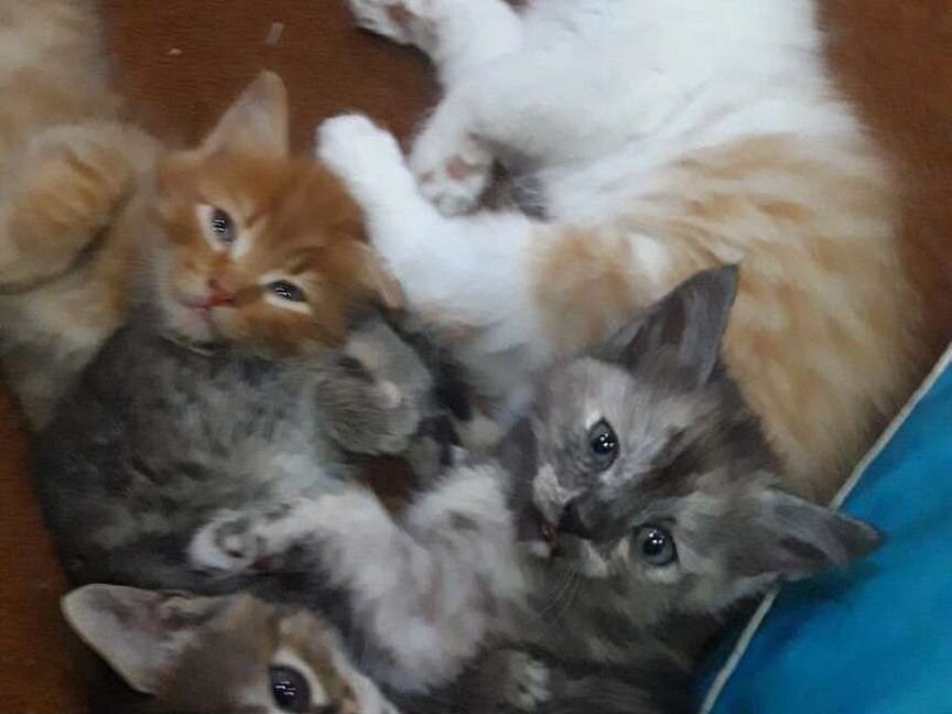 Котята в добрые руки