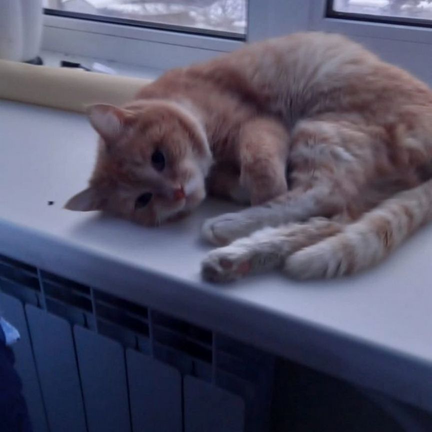Молодой котик очень ищет дом