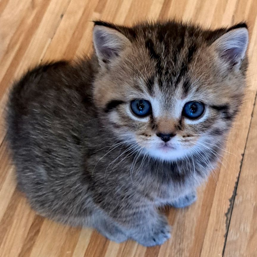 Шотландская