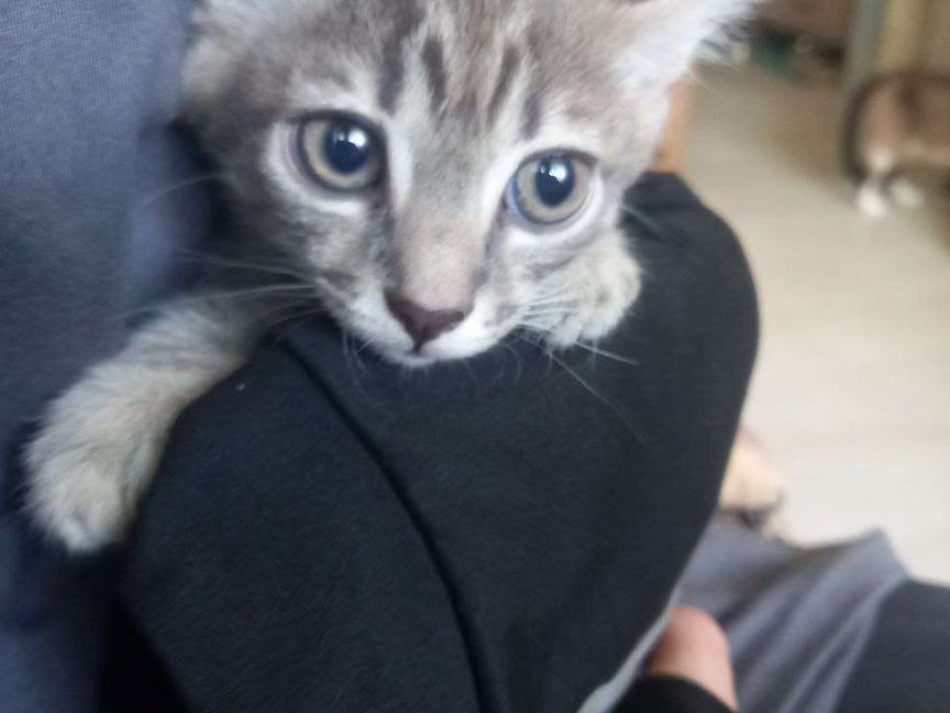 Котята в добрые руки
