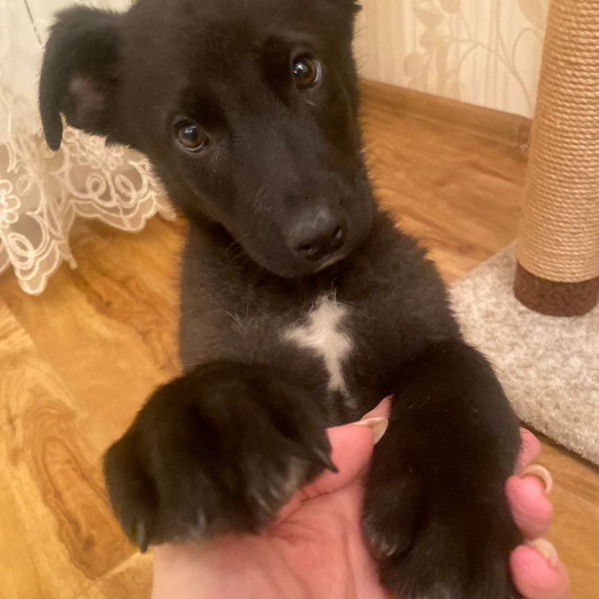Щенок ищет дом