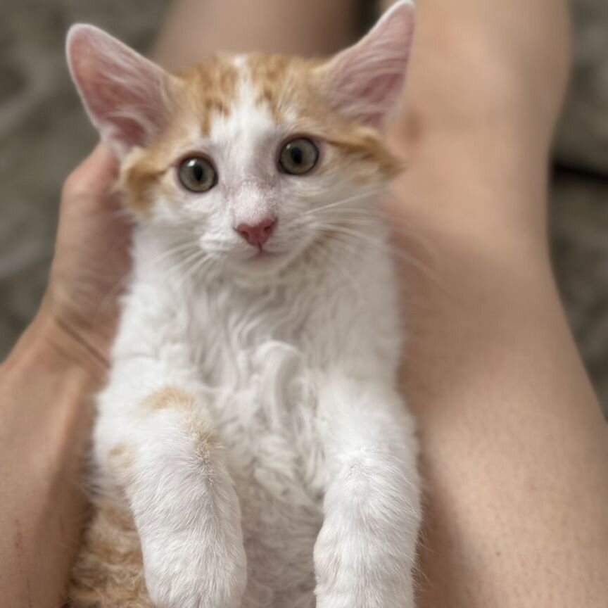 Котенок Пирожок 3 месяца