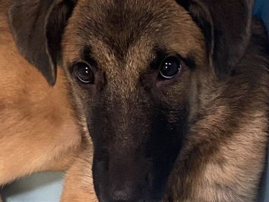 Масяня Щенок некуда идти