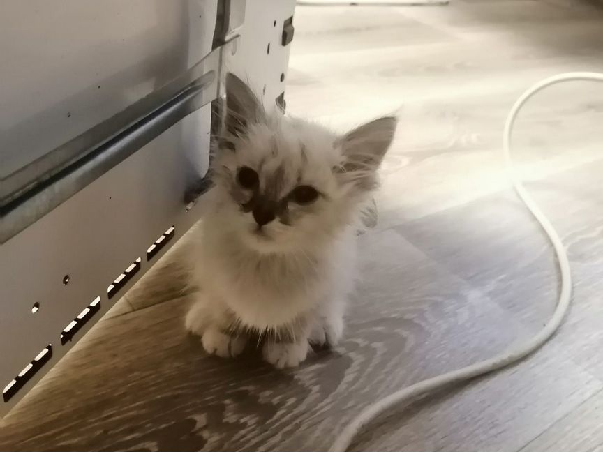 Отдам котят тайской породы