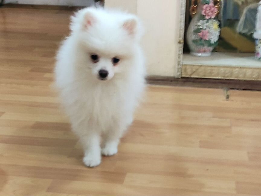 Шпиц снежок