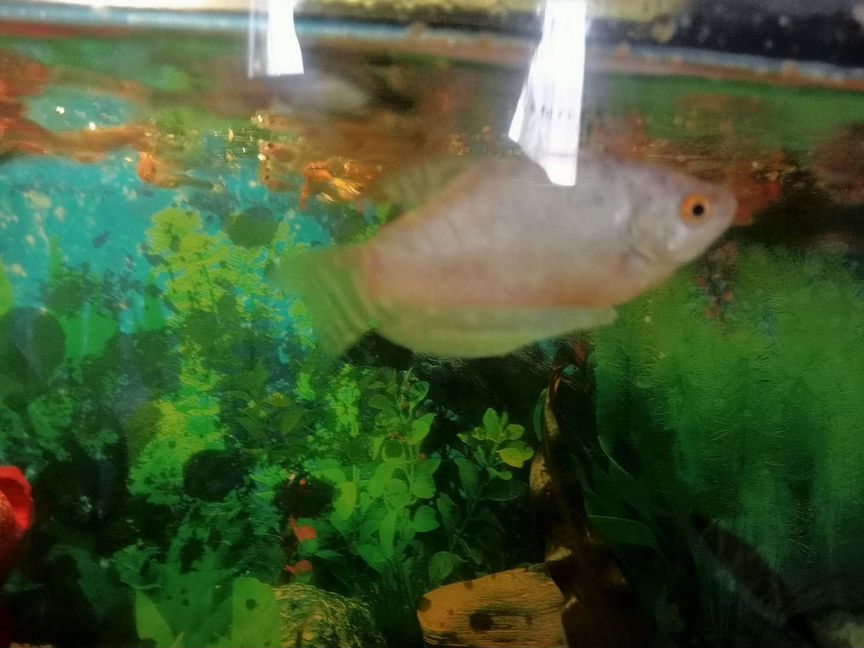 Рыбка Гурами и Гуппи для аквариума