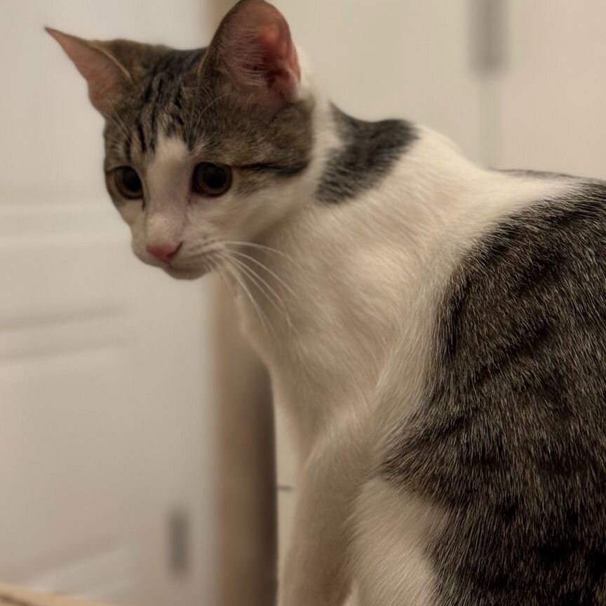 Котенок в добрые руки