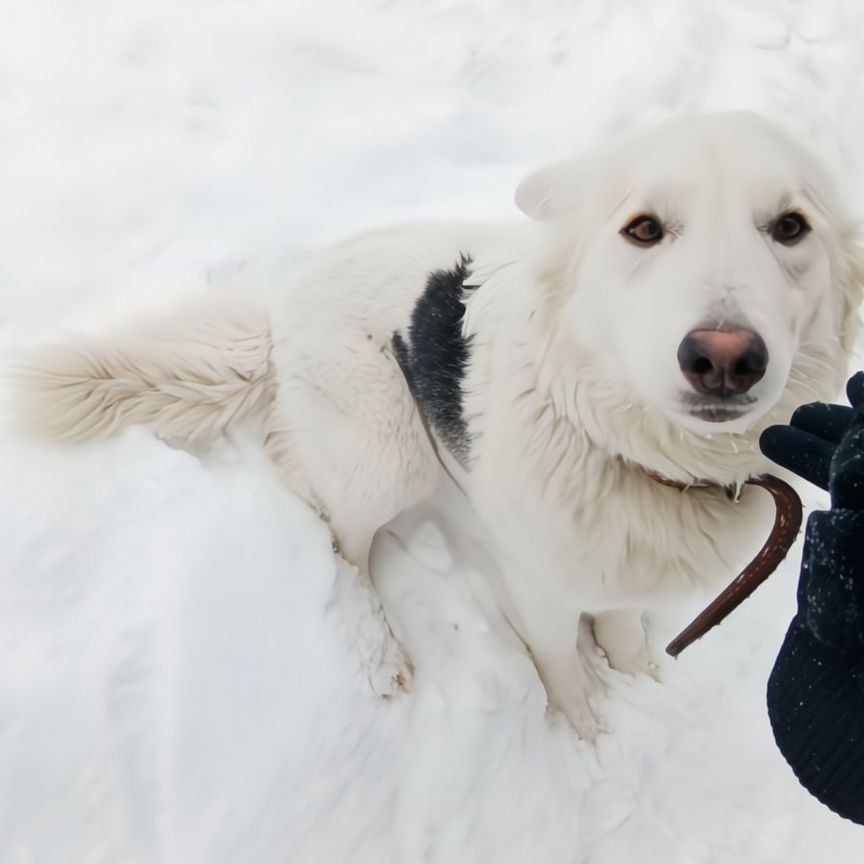Взрослая собака в добрые руки