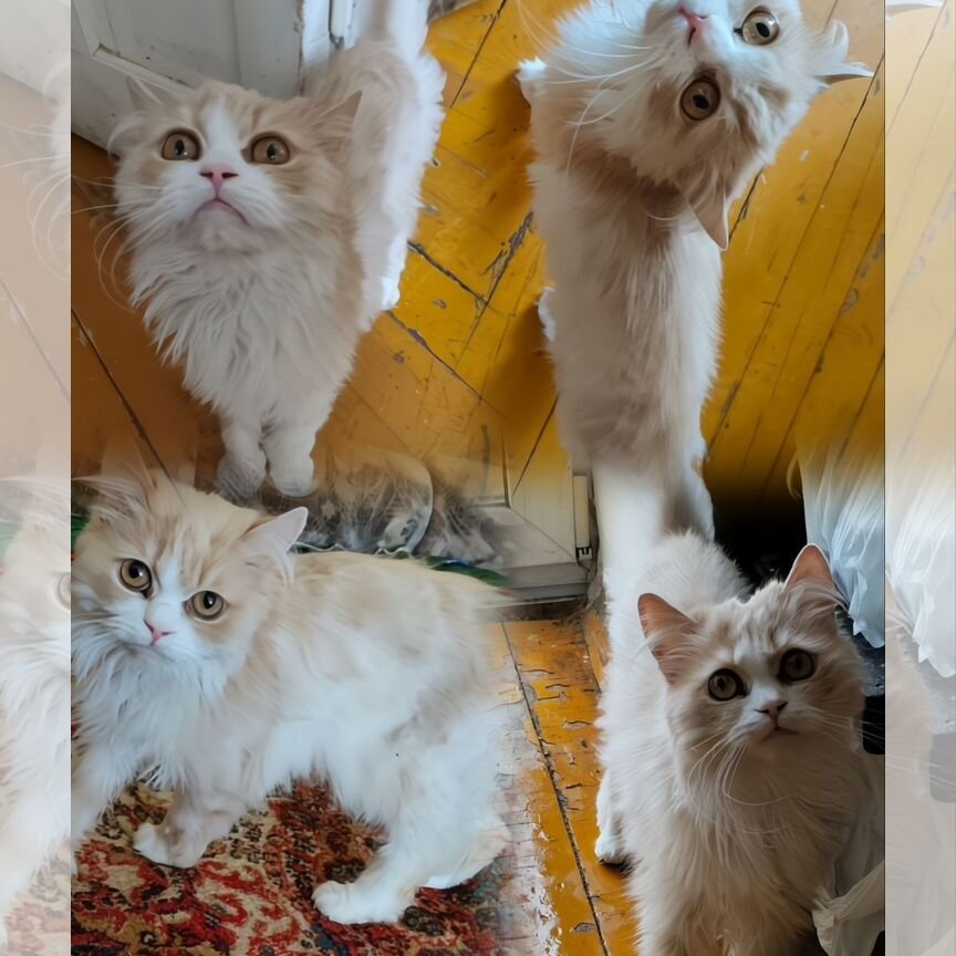 Взрослая, Девочка кошка в добрые руки