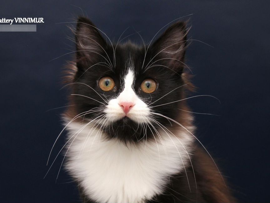 Сибирский котенок