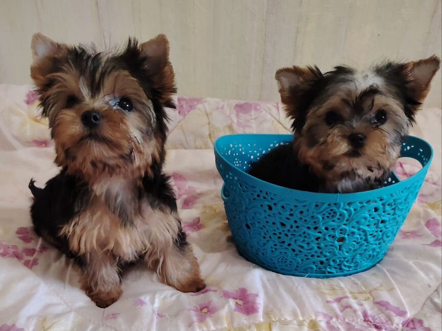 Две красотки