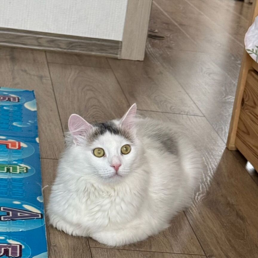 Отдам кота в добрые руки