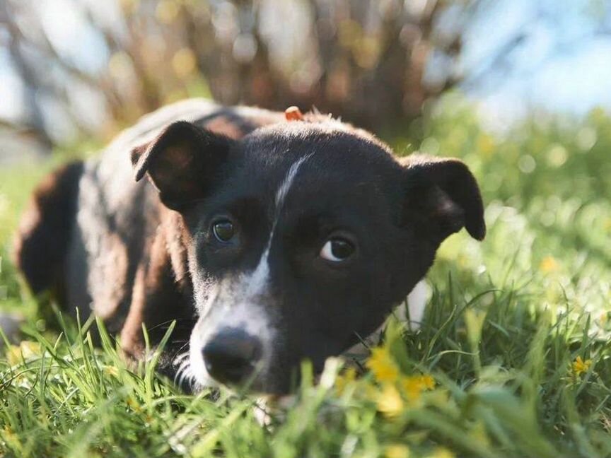 Щеночек в добрые руки