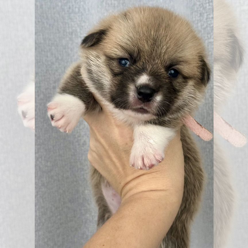 Вельш Корги Пемброк, щенок