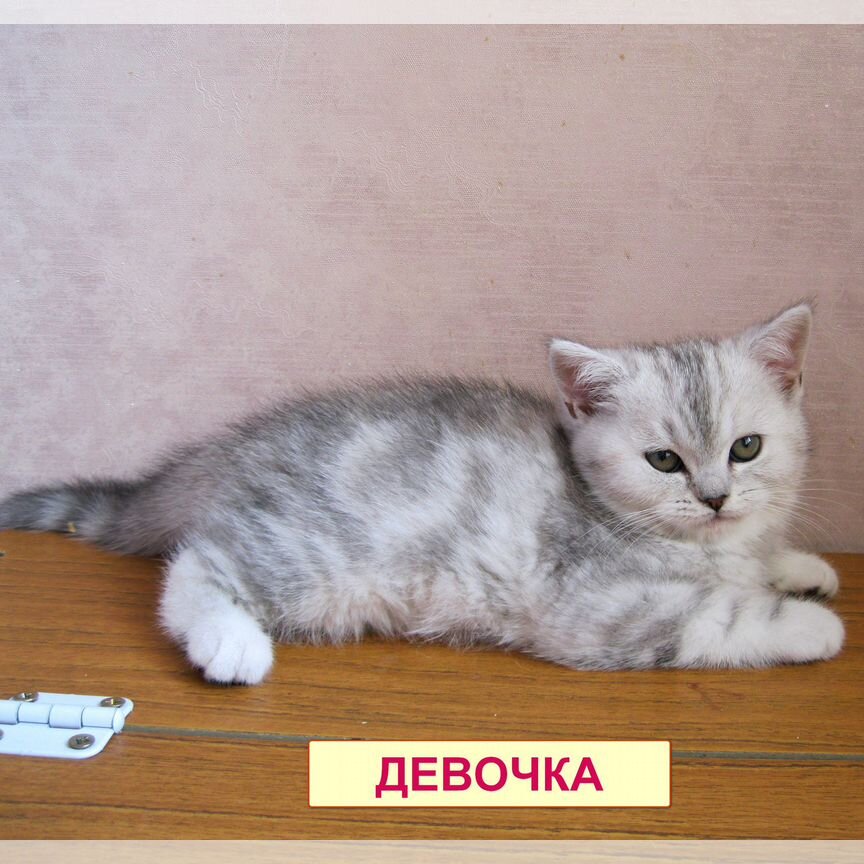 Шотландские мраморные