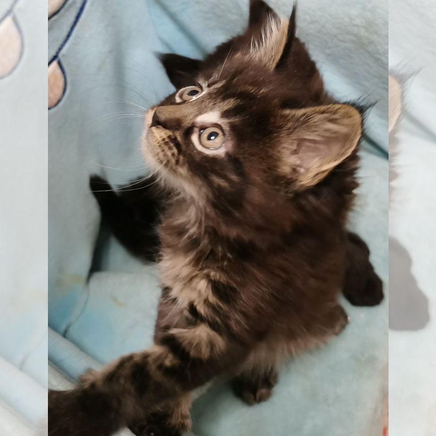 Мейн-кун котёнок