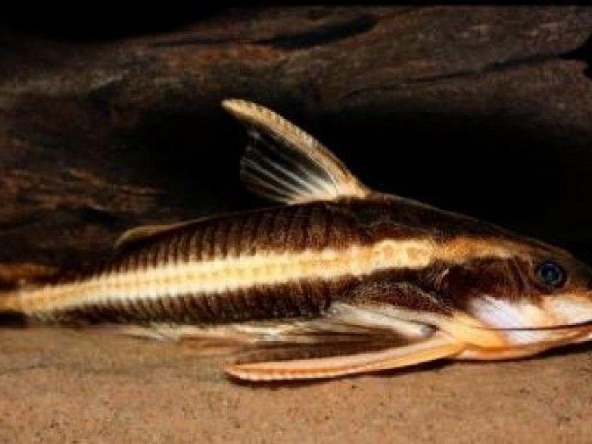 Платидорас и Скалярия