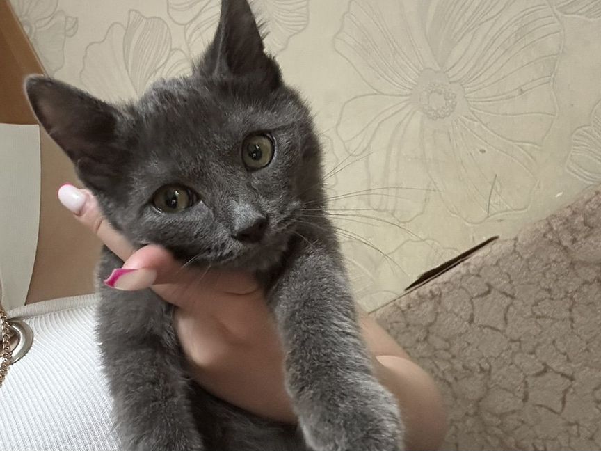 Котенок в добрые руки