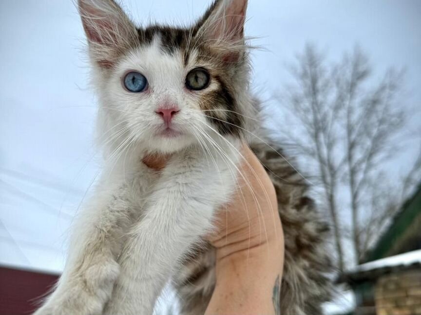 Мейн-кун и алтайская голубоглазка F1