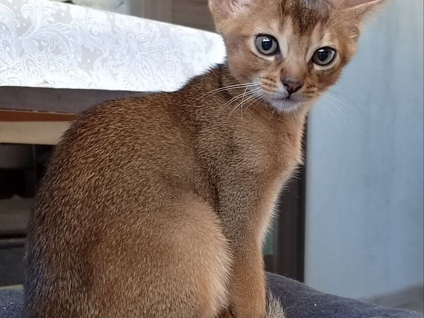 Абиссинские котята