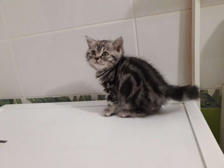 Британский котик черный мрамор на серебре