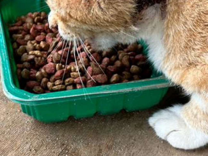 Снова Кошки из ада