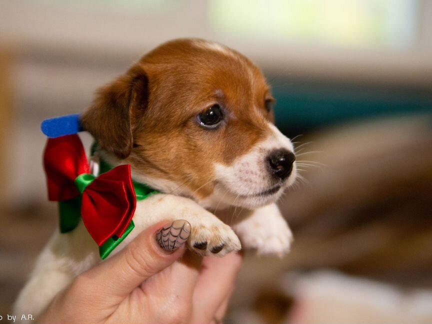 Прекрасные щеночки Джек Рассел