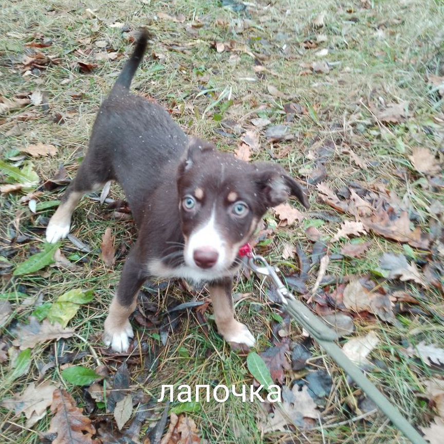 Собака в добрые руки