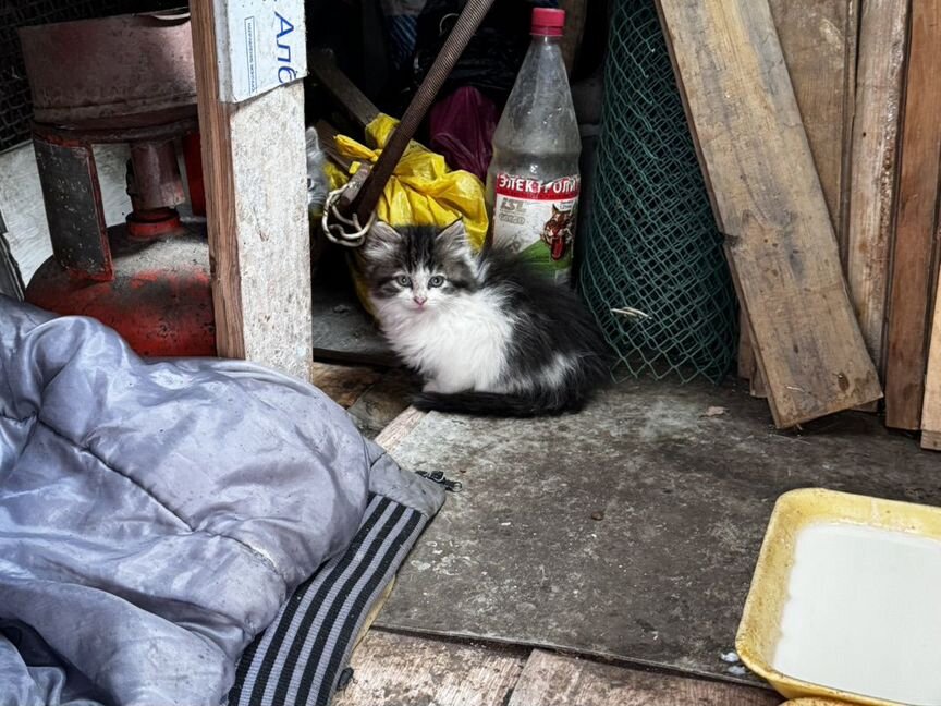 Котята в добрые руки бесплатно