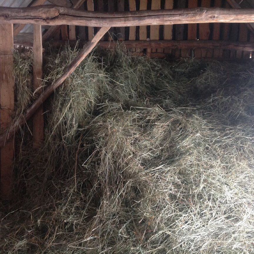 Сено россыпью