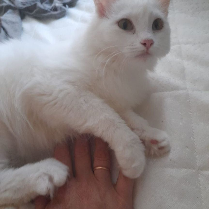 Белый котенок