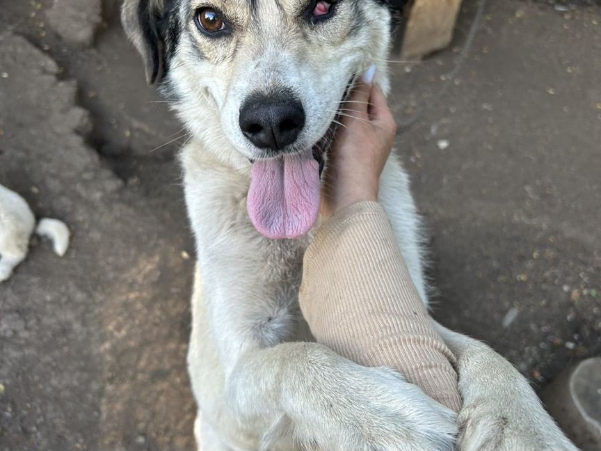 Собака в добрые руки