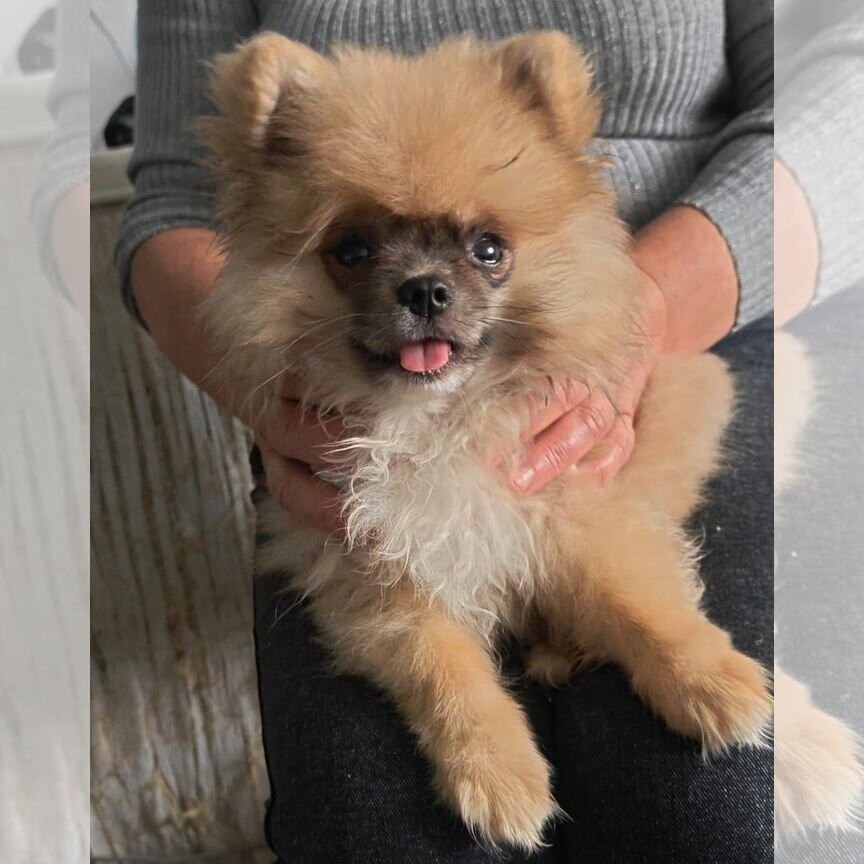 Померанский шпиц, взрослый пёс