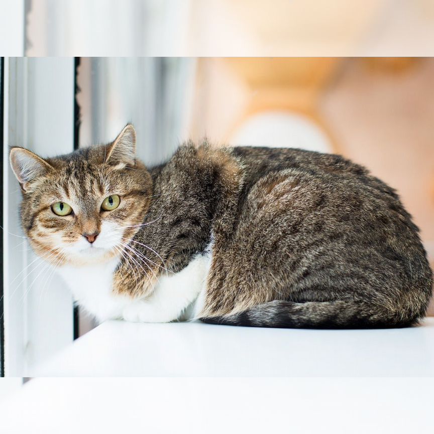 Взрослая, кошка в добрые руки