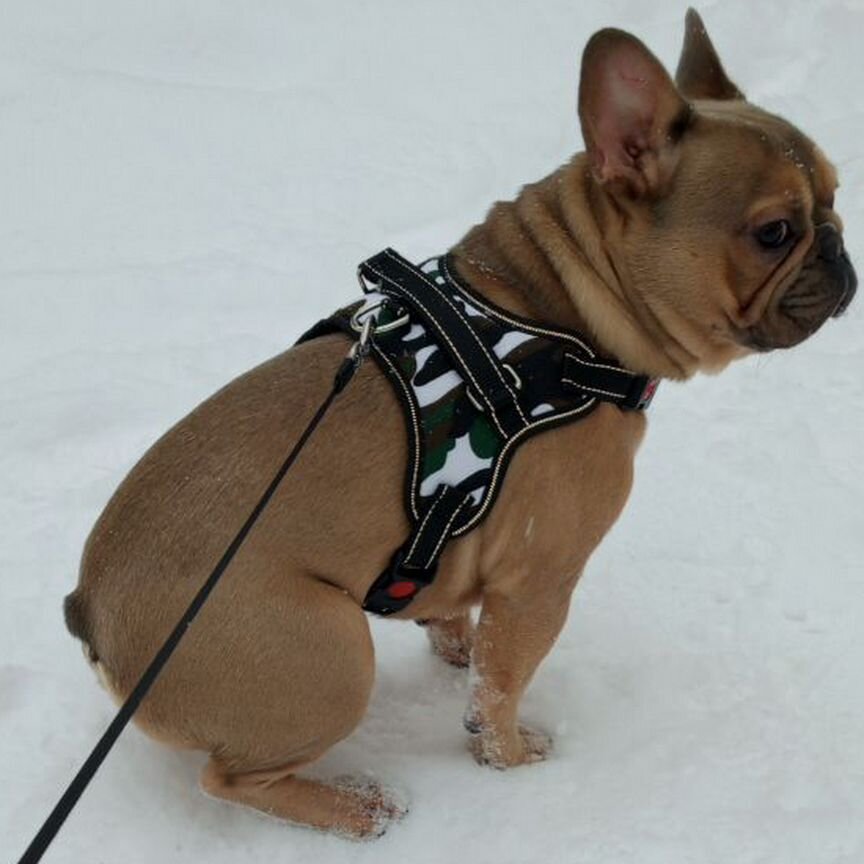 Французский бульдог, взрослый пёс