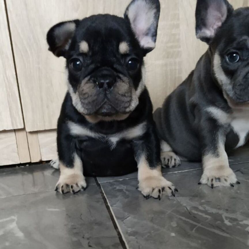 Французский бульдог, щенок