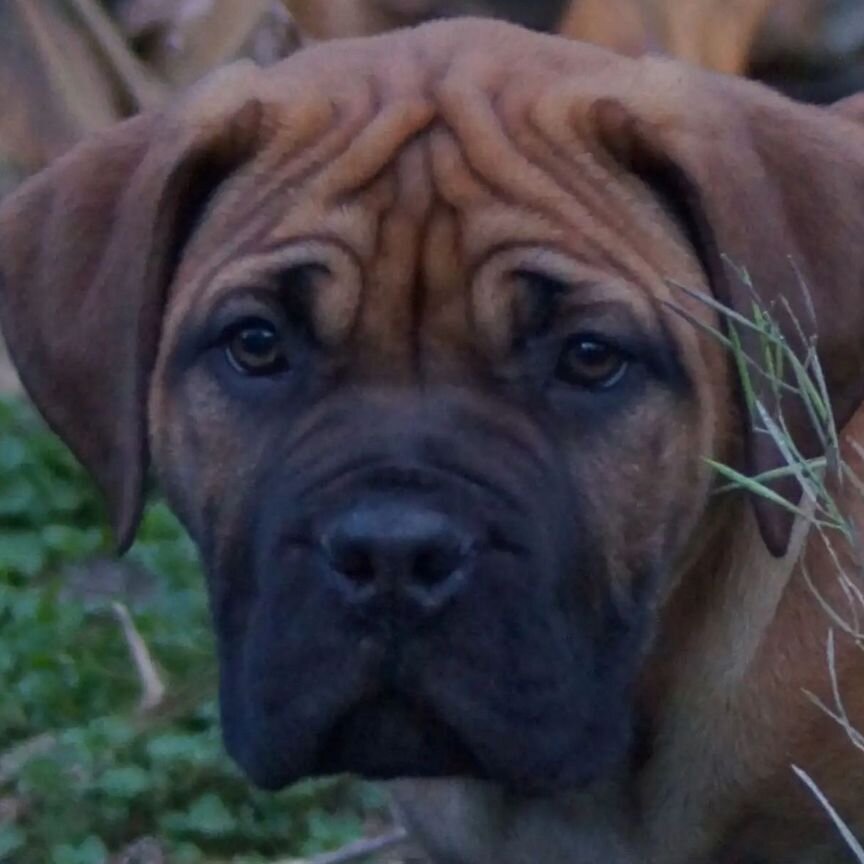 Бурбуль, щенок