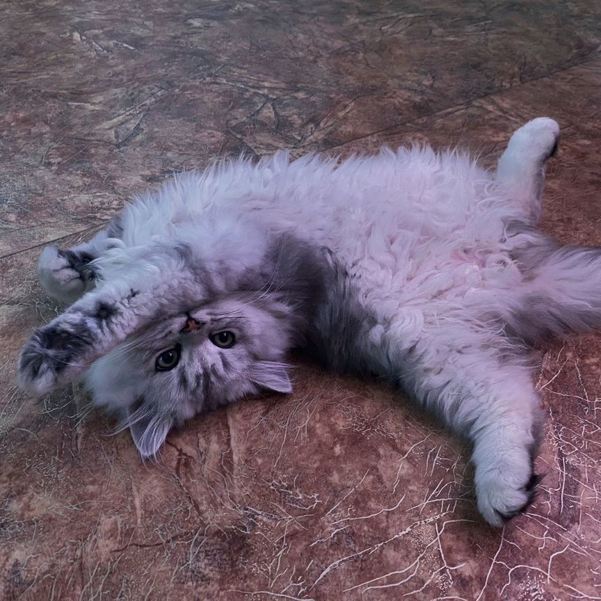 Котик бесплатно в добрые руки
