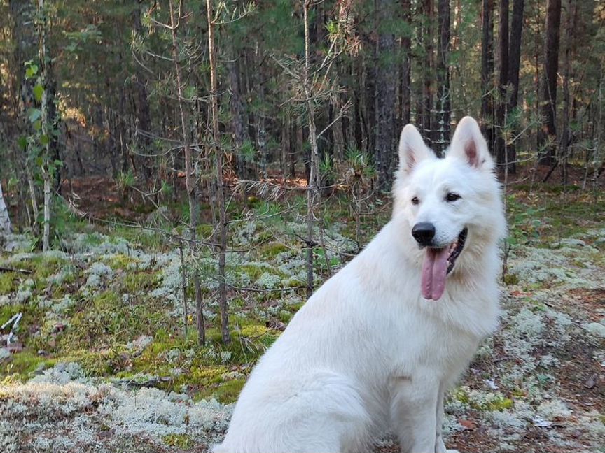 Щенки Белой Швейцарской Овчарки с родословной