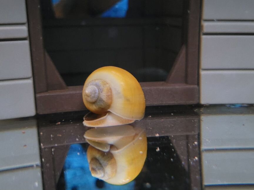 Улитки ампулярии