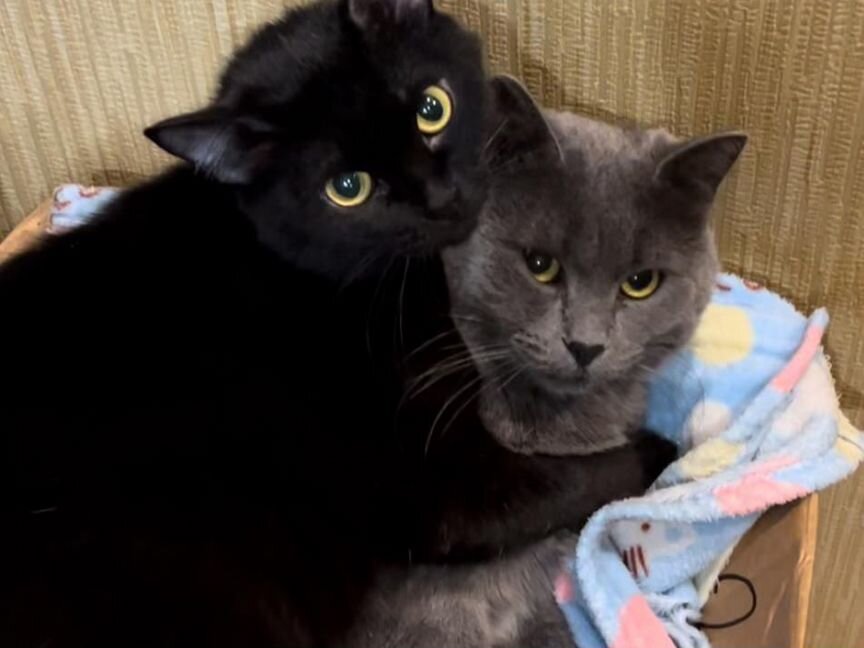 Кошка и Кот